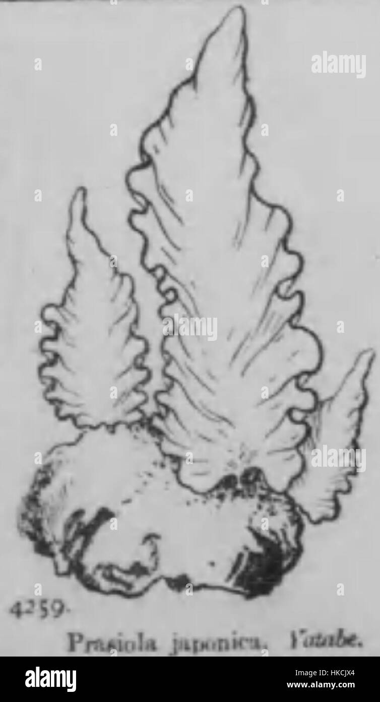 A botanical illustration of *Prasiola japonica*, a species of green ...