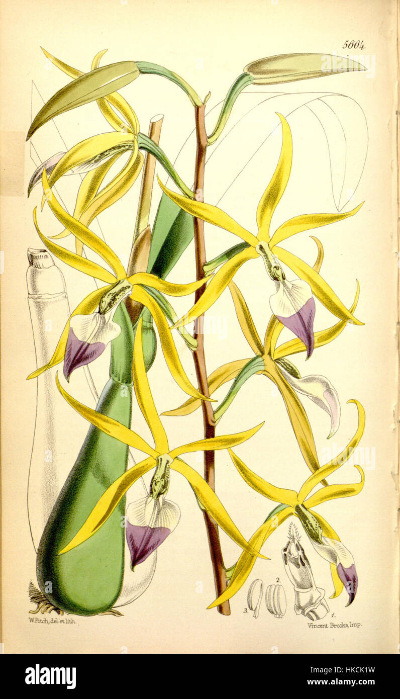 This botanical illustration depicts Prosthechea brassavolae, also known ...