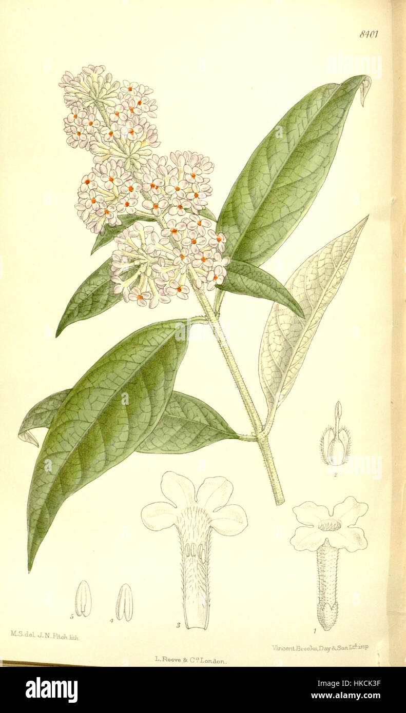 This botanical illustration features Buddleia officinalis, a species ...