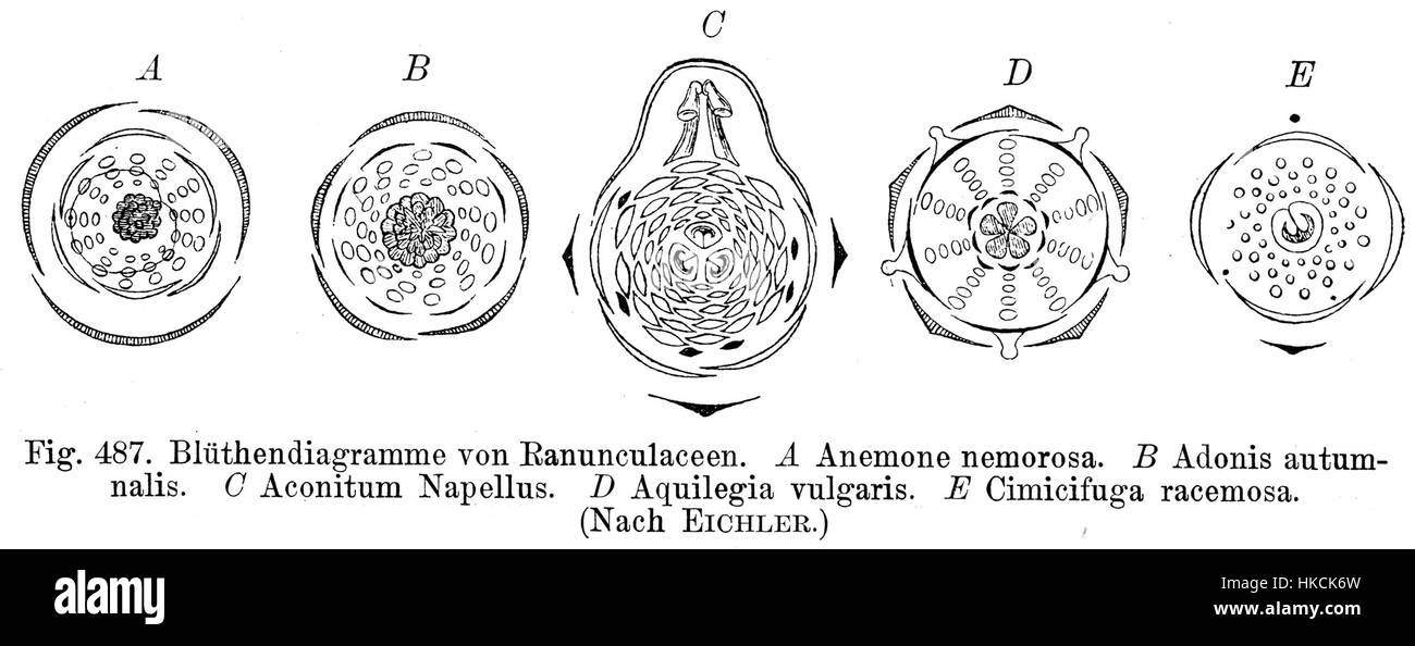 This illustration of Ranunculaceae (buttercup family) flowers is a ...