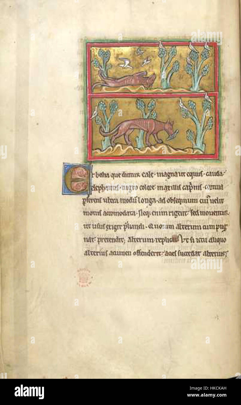 A page from the Rochester Bestiary, a medieval manuscript featuring a ...