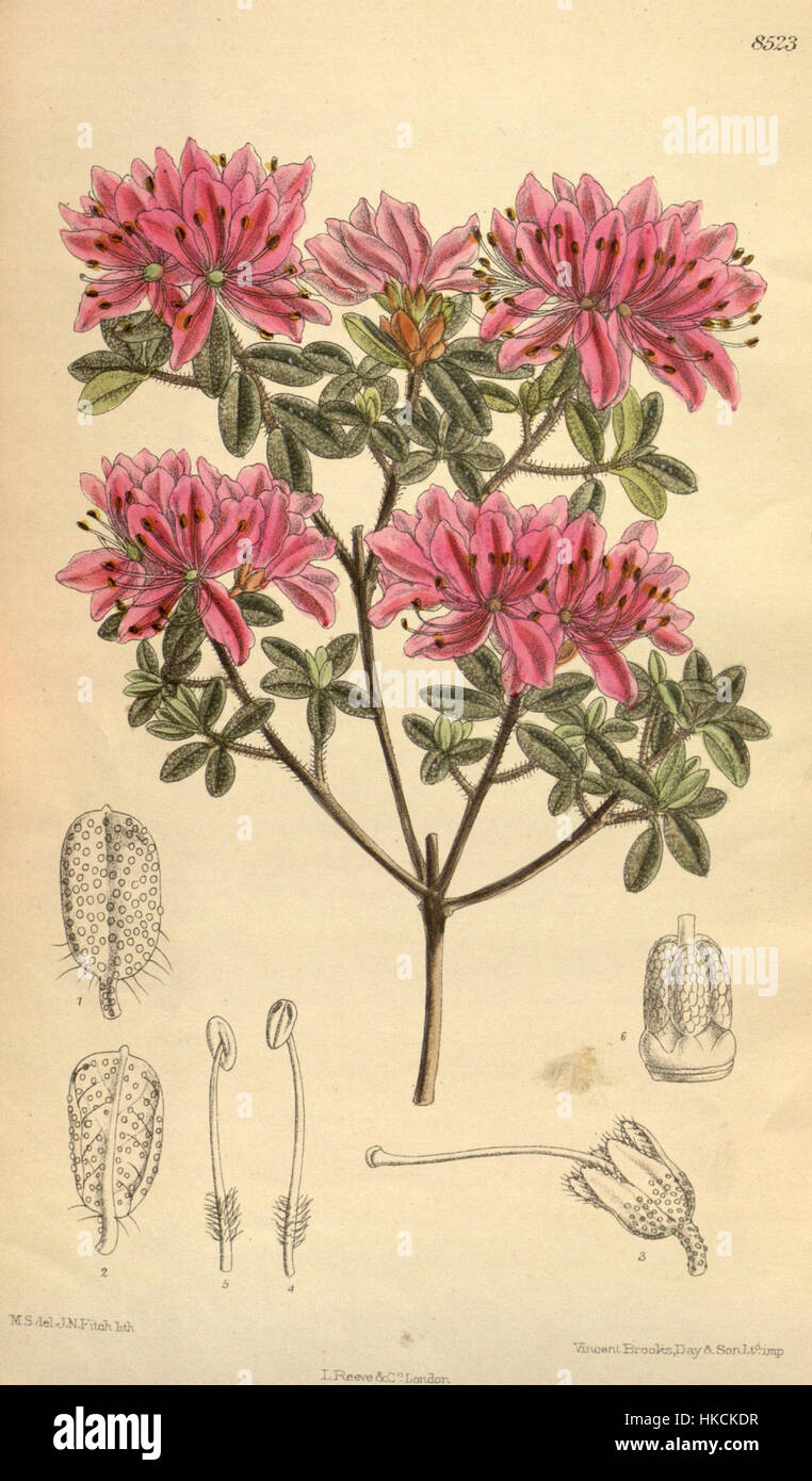 This botanical painting depicts the Rhododendron setosum, known for its ...