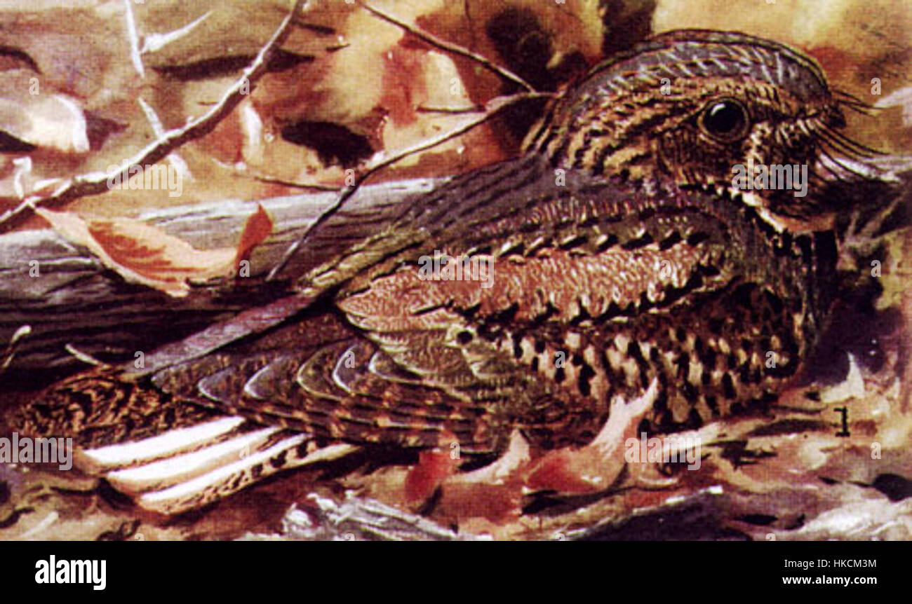 Caprimulgus carolinensis, also known as the Chuck-will’s-widow, is a ...