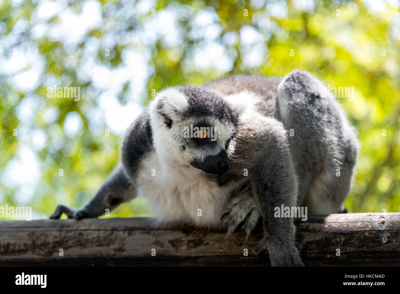 Haifa zoo israel animals hi-res stock photography and images - Alamy