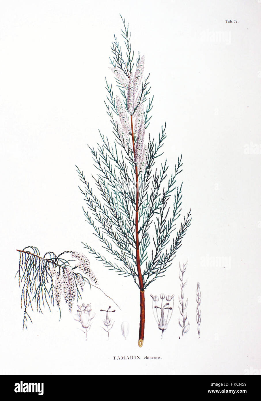 Tamarisk species hi-res stock photography and images - Alamy