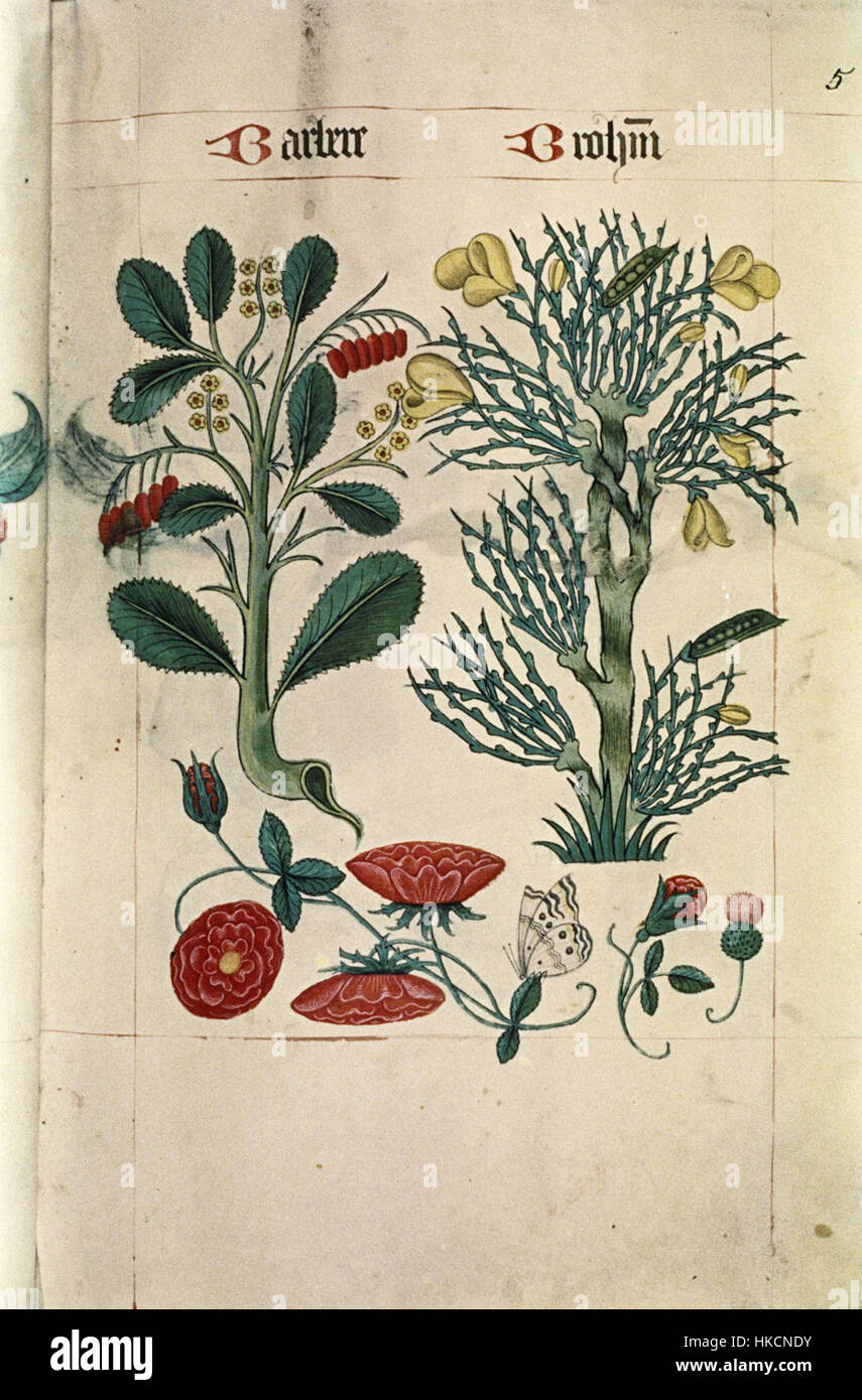 The Tudor pattern book MS. Ashmole 1504 06 Stock Photo - Alamy