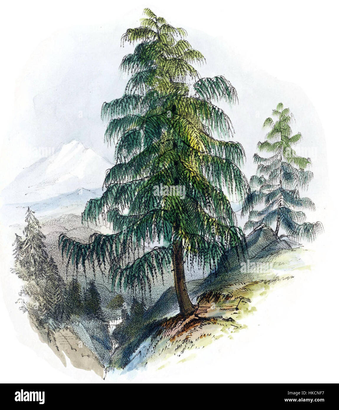 Painting landscape trees on Cut Out Stock Images & Pictures - Alamy