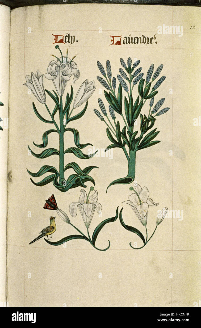 The 'Tudor Pattern Book' (MS. Ashmole 1504) is a manuscript featuring ...