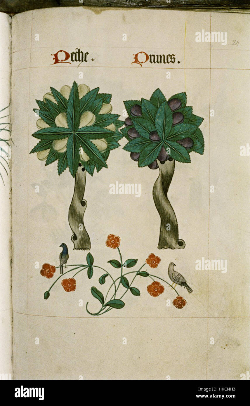 This manuscript, MS Ashmole 1504 44, is a part of the Tudor pattern ...