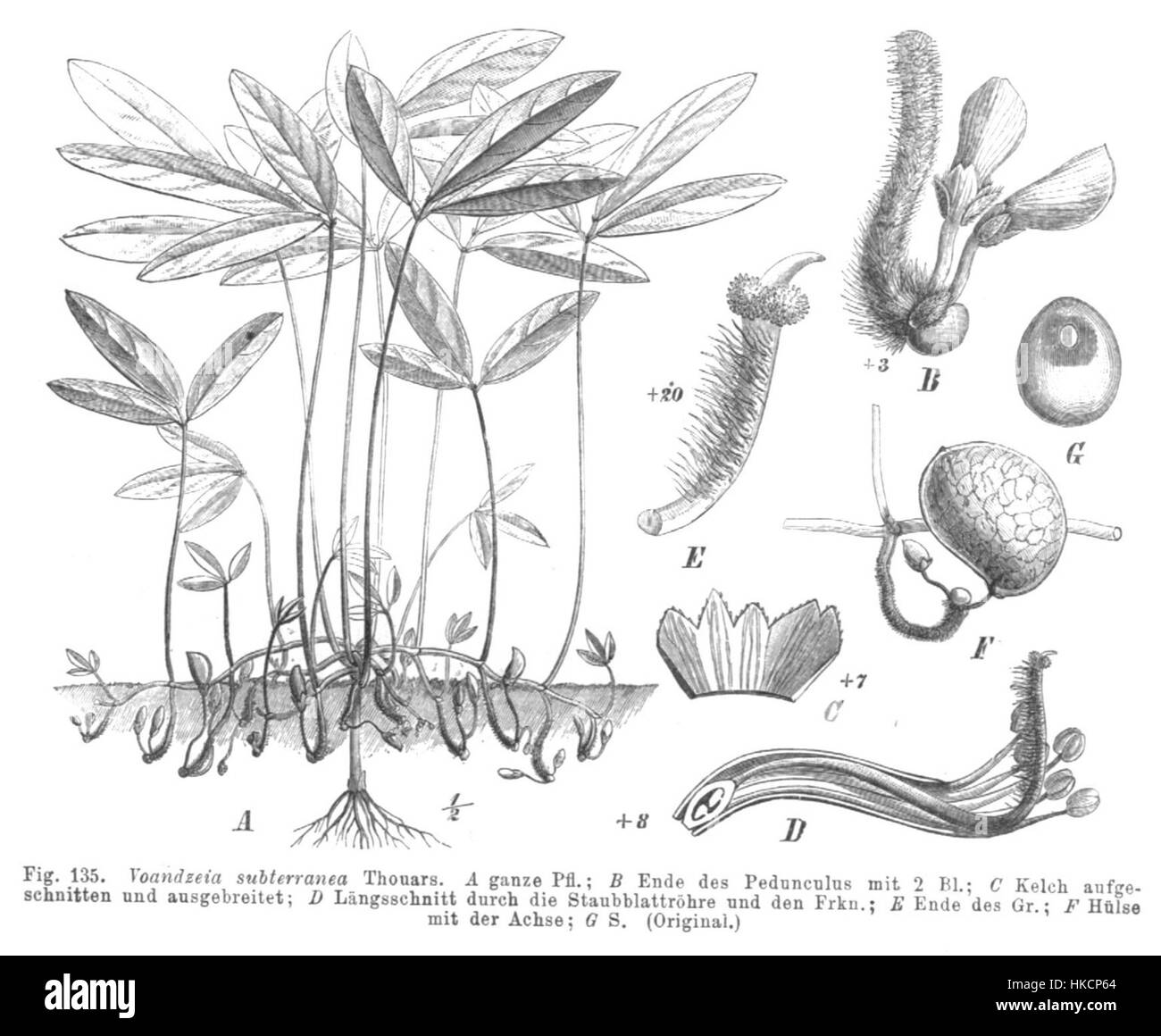 'Vigna subterranea Taub135' is a botanical study, focusing on the ...