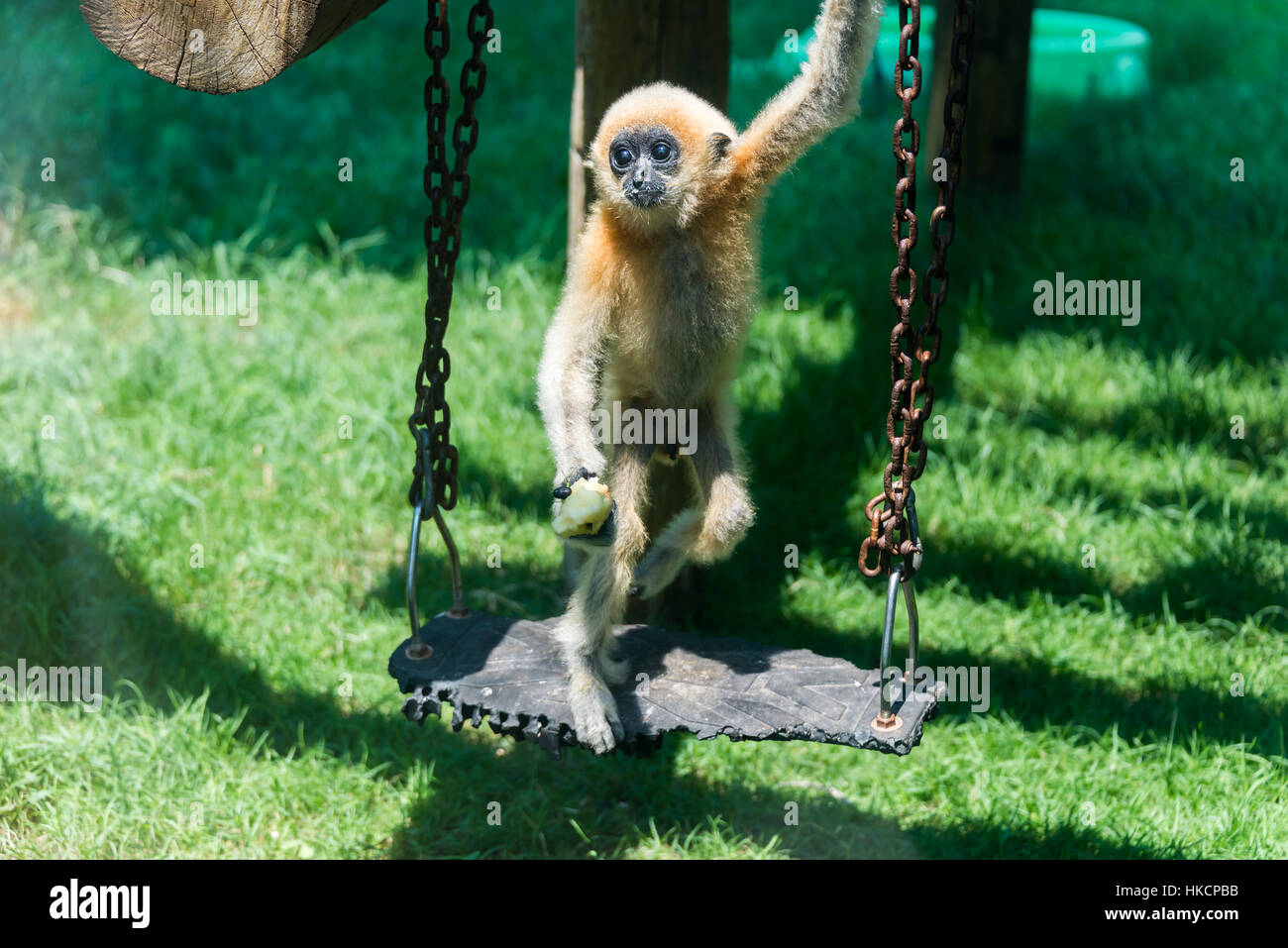 Haifa zoo israel animals hi-res stock photography and images - Alamy