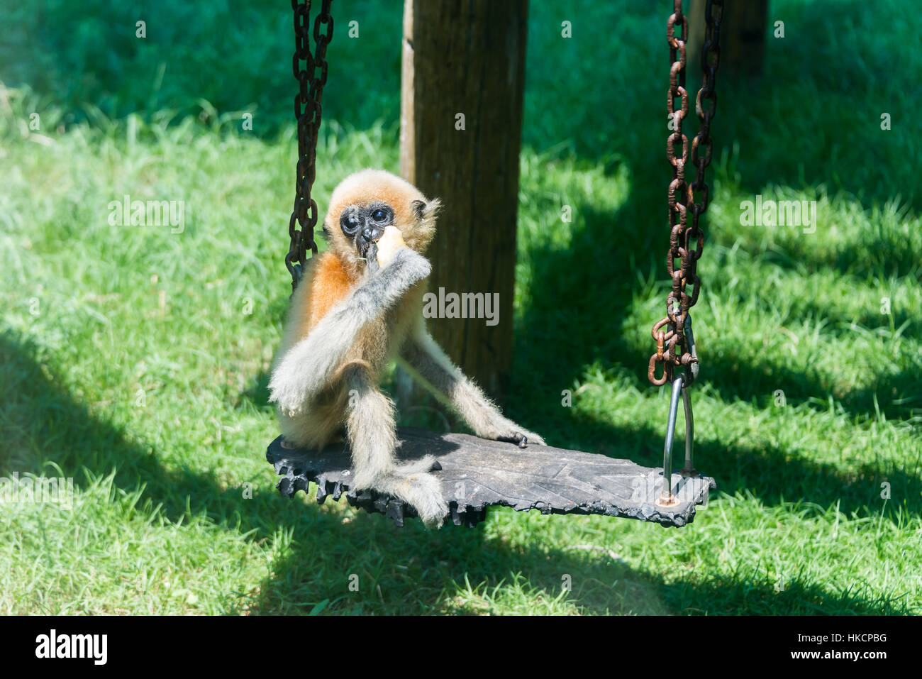 Haifa zoo israel animals hi-res stock photography and images - Alamy