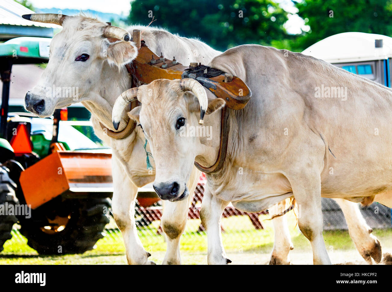 Oxen team pulling competition hi-res stock photography and images - Alamy