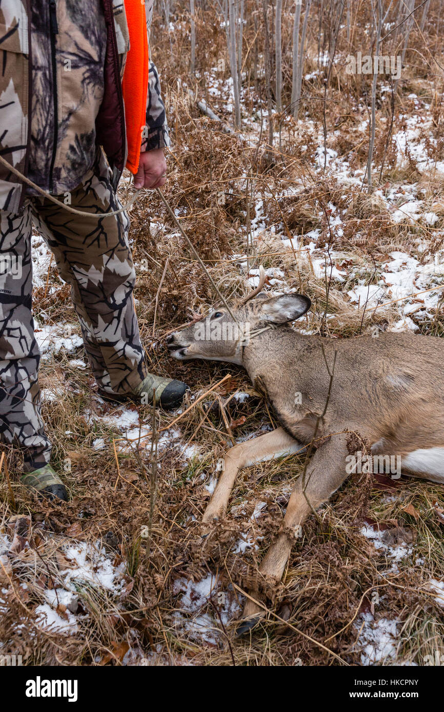 Hunter field dressing a deer hi-res stock photography and images - Alamy