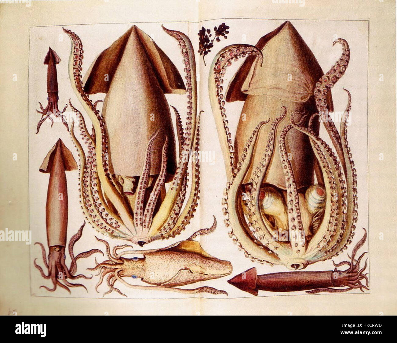 This artwork by Albertus Seba features a detailed depiction of squids ...