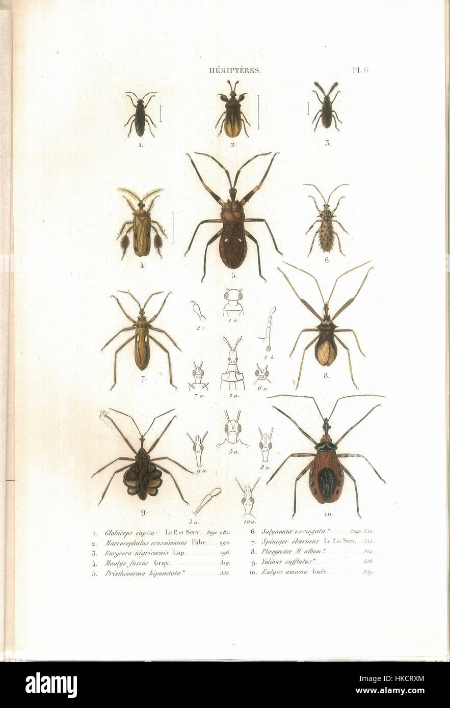 C.J.B. Amyot’s 1843 work 'Histoire Naturelle des Insectes: Hemipteres ...