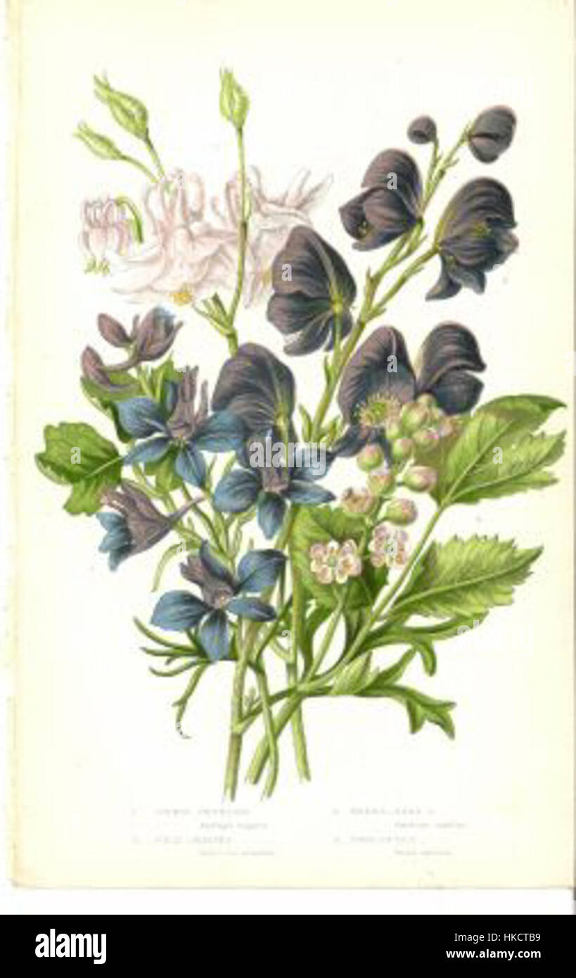 Anne Pratt's *Columbine Larkspur* is a botanical illustration ...