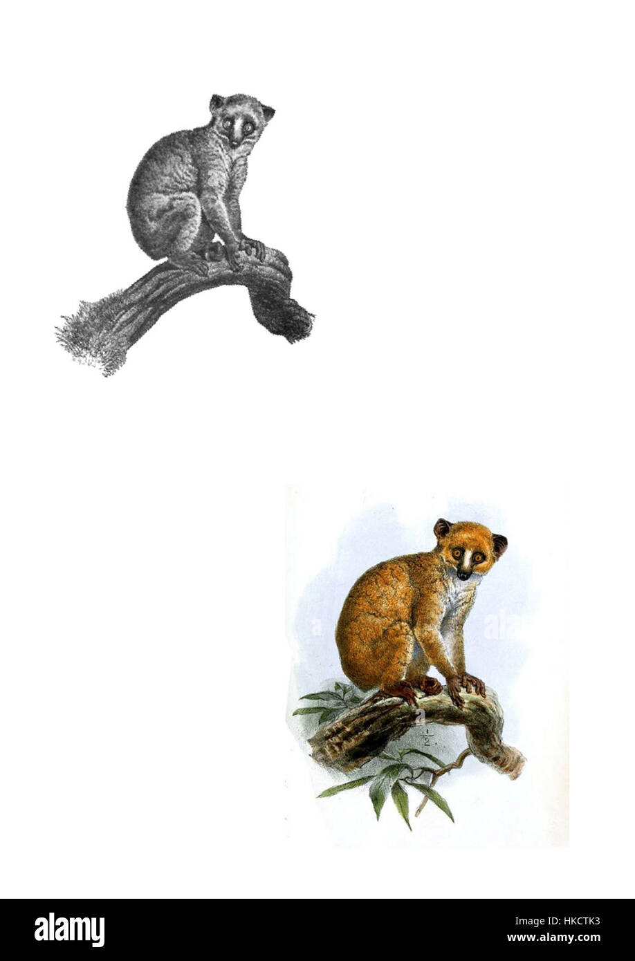 Arctocebus, also known as Perodicticus, is a genus of primates known ...