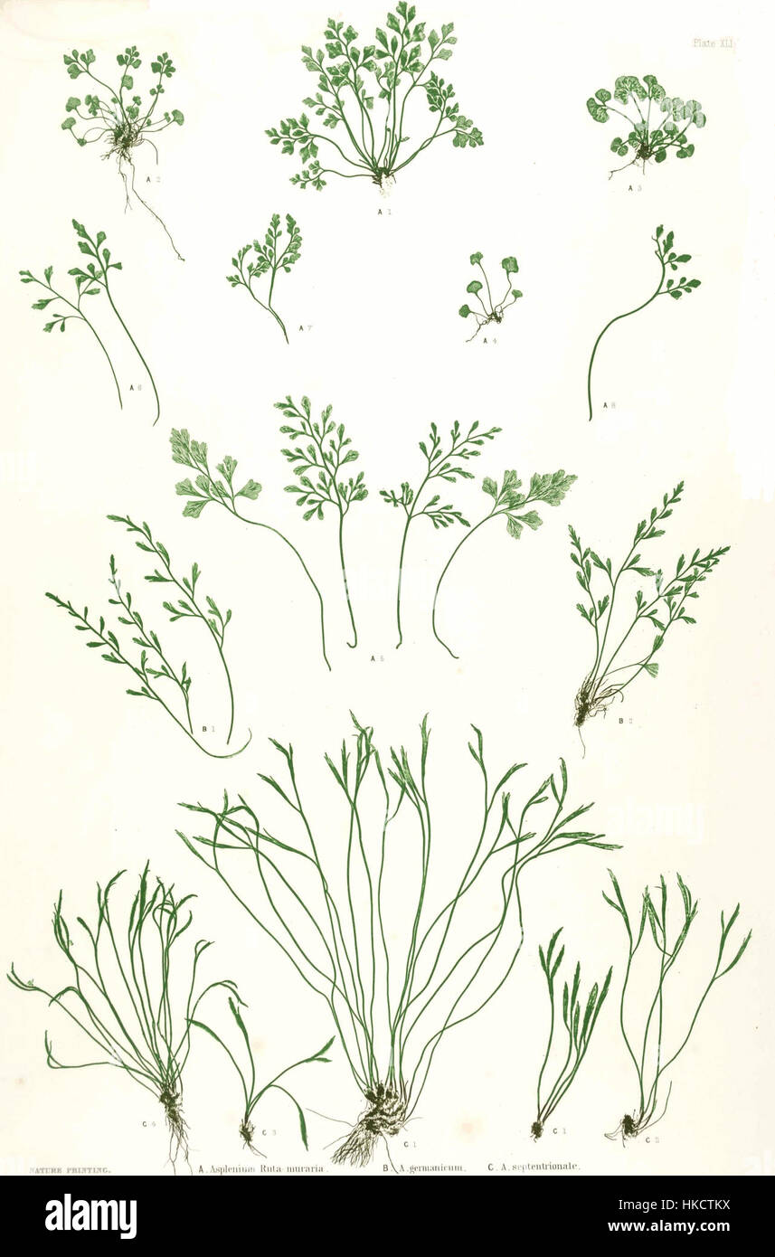 This illustration from a botanical collection, labeled 'Asplenium spp ...
