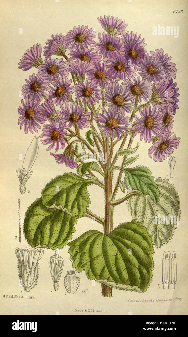 A botanical illustration of *Aster fuscescens*, a flowering plant ...