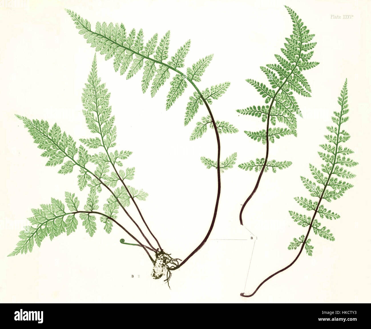 Botanical drawing historical fern hi-res stock photography and images ...