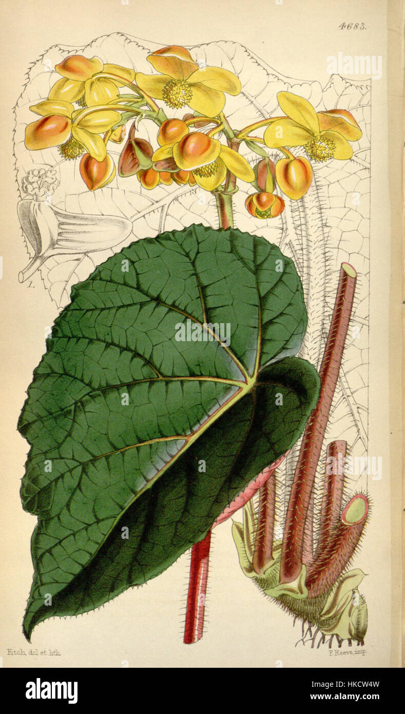 The 'Begonia xanthina' painting is a botanical depiction, showcasing ...