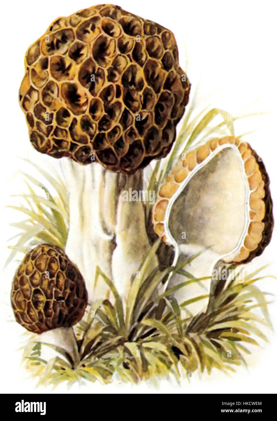 A botanical illustration of *Speisemorchel*, a species known for its ...