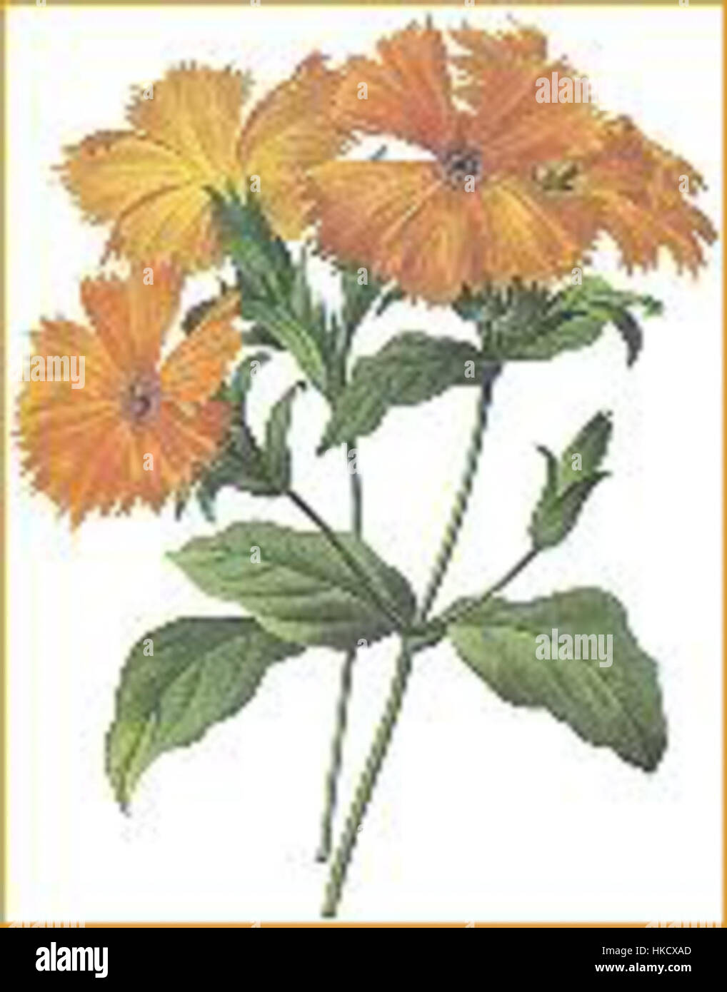 The 'Campion Redoute' is a botanical artwork by the renowned botanical ...