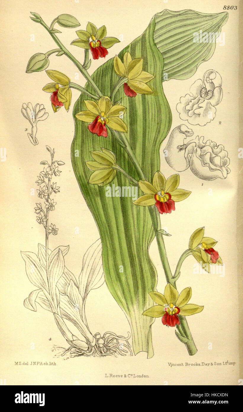 A botanical illustration titled 'Calanthe tricarinata 145 8803 ...