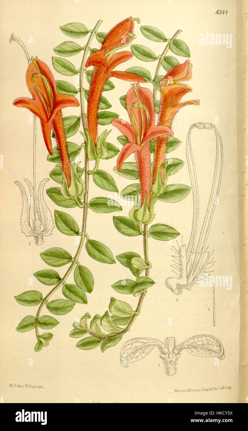 'Columnea oerstediana 136 8344' is a botanical illustration of the ...