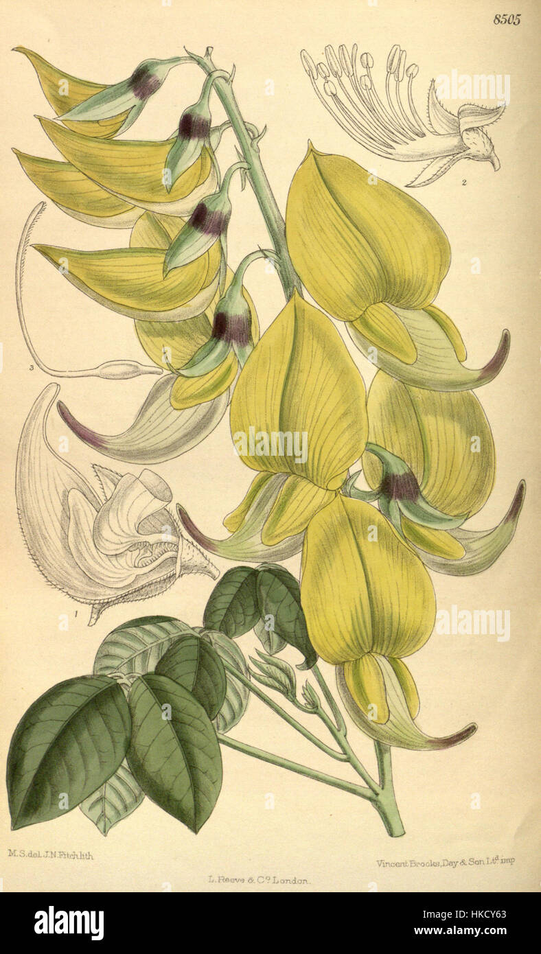 Crotalaria agatiflora, also known as the Canary Bird Bush, is a ...