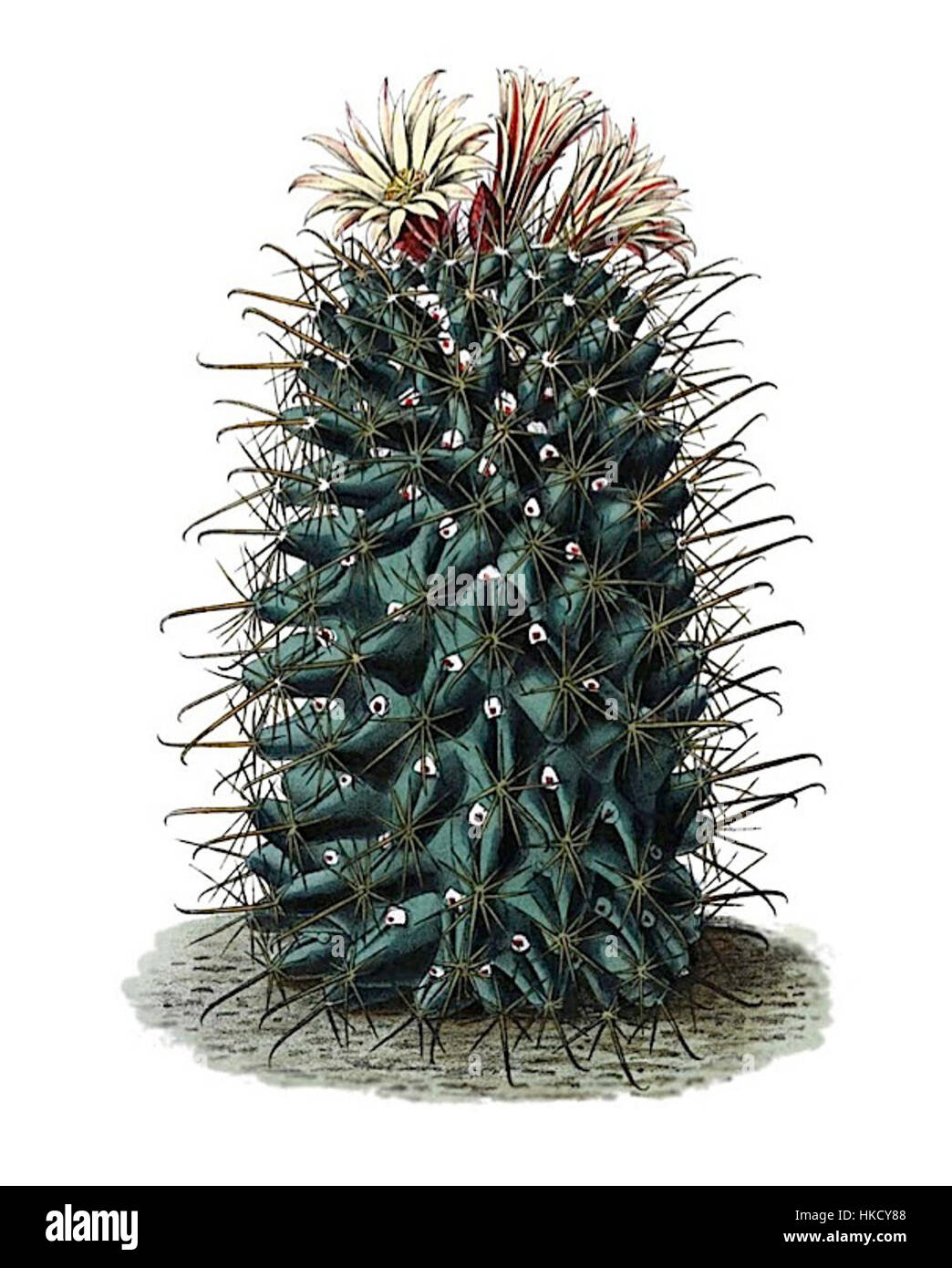 Coryphantha clavata ssp clavata, also known as the pincushion cactus ...