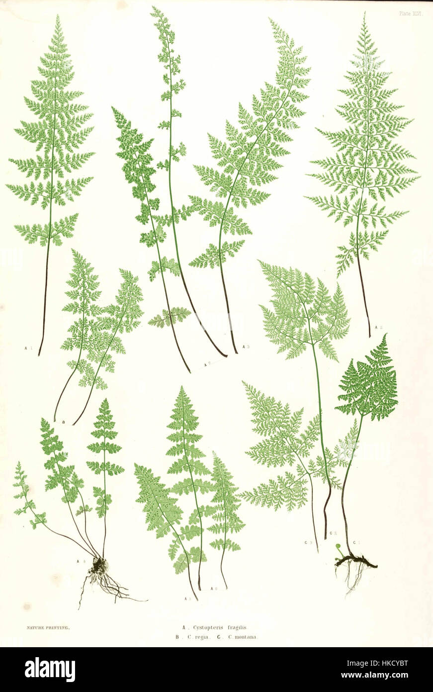 Evolution of ferns hi-res stock photography and images - Alamy