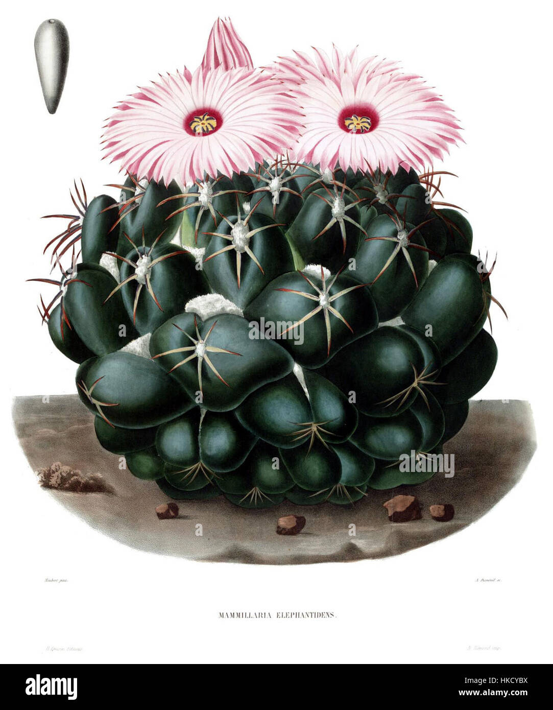 The 'Coryphantha elephantidens', commonly known as the Elephant ...