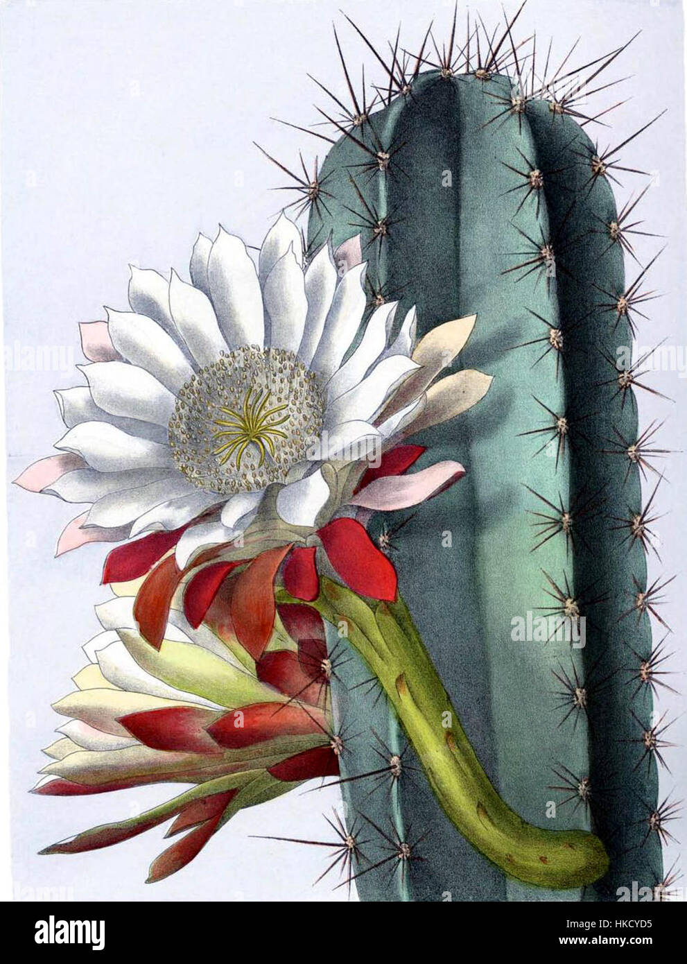 This image features a photograph of a Cereus repandus cactus ...