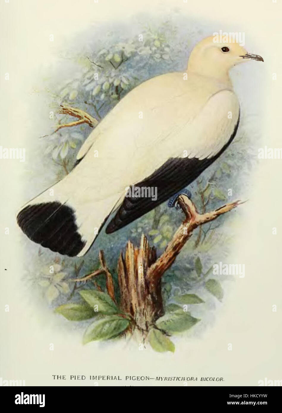 The *Ducula Bicolor*, also known as the white-headed pigeon, is a bird ...