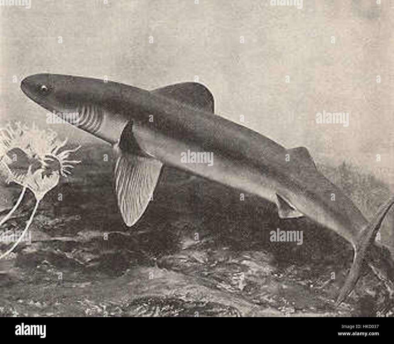 The artwork titled 'Early Shark' depicts a representation of a shark in ...