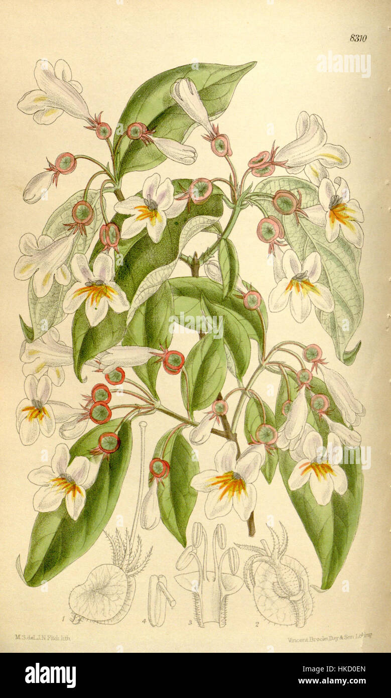 The artwork 'Dipelta floribunda 136 8310' depicts the Dipelta ...