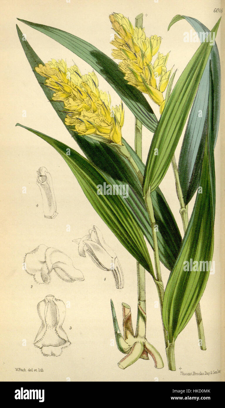 This botanical illustration from Curtis' Botanical Magazine (1873 ...