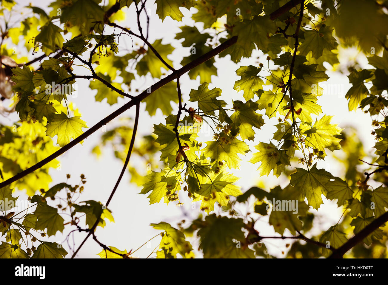 focus on green leaves with sunshine behind in nature, note shallow ...