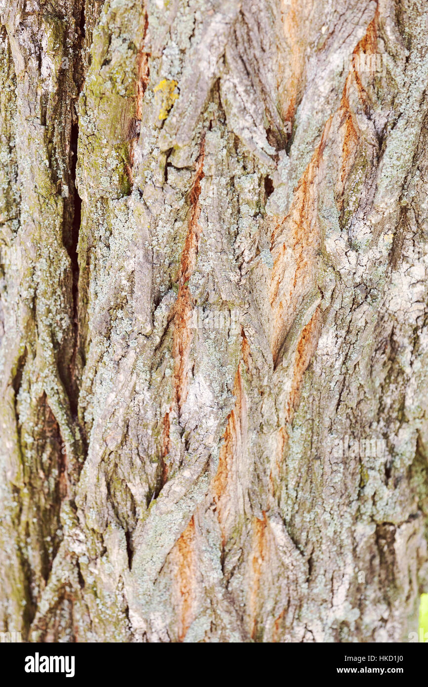 tree bark in nature, note shallow depth of field Stock Photo - Alamy