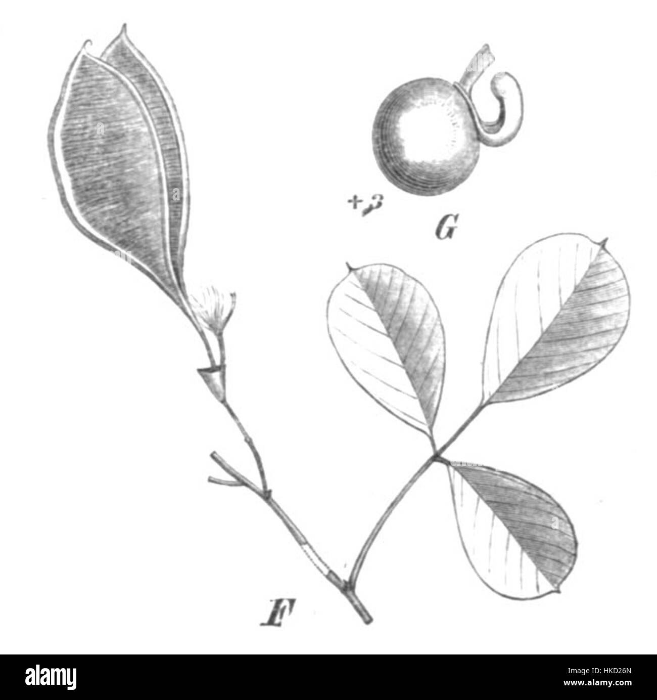 Goodia lotifolia hi-res stock photography and images - Alamy