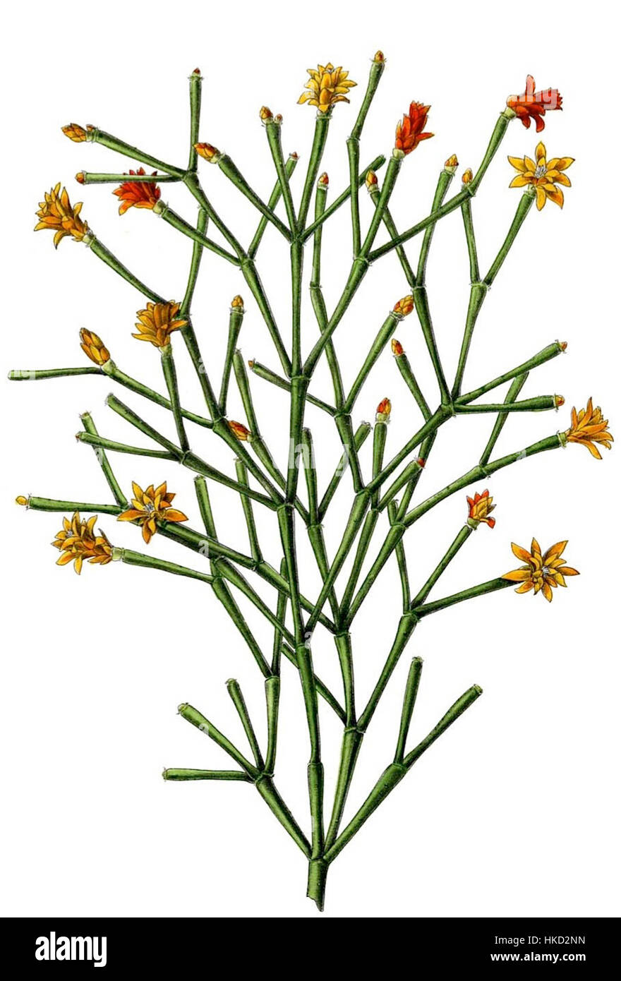 Hatiora saliscornioides, commonly known as the 'dancing cactus,' is a ...