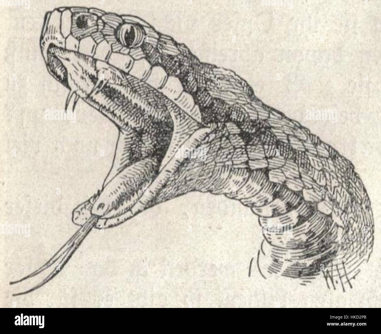 This artwork by Heubach features a detailed and realistic depiction of ...