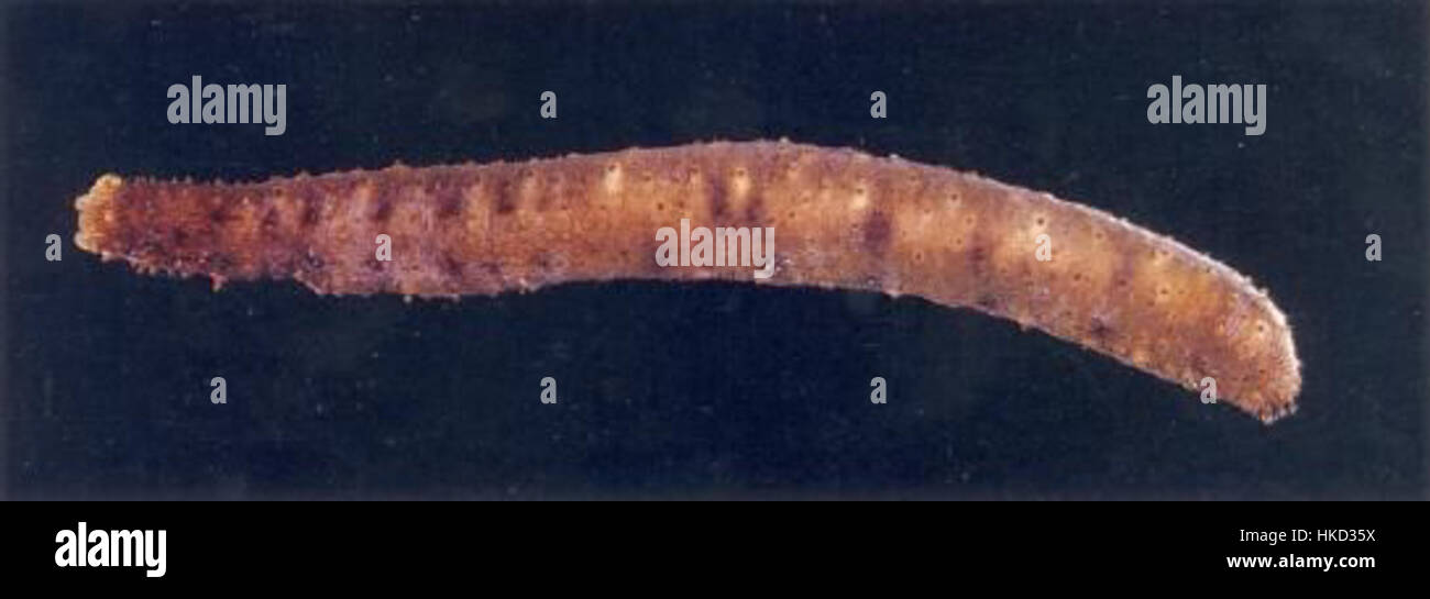 The marine species Holothuria surinamensis, depicted by Ludwig in 1875 ...