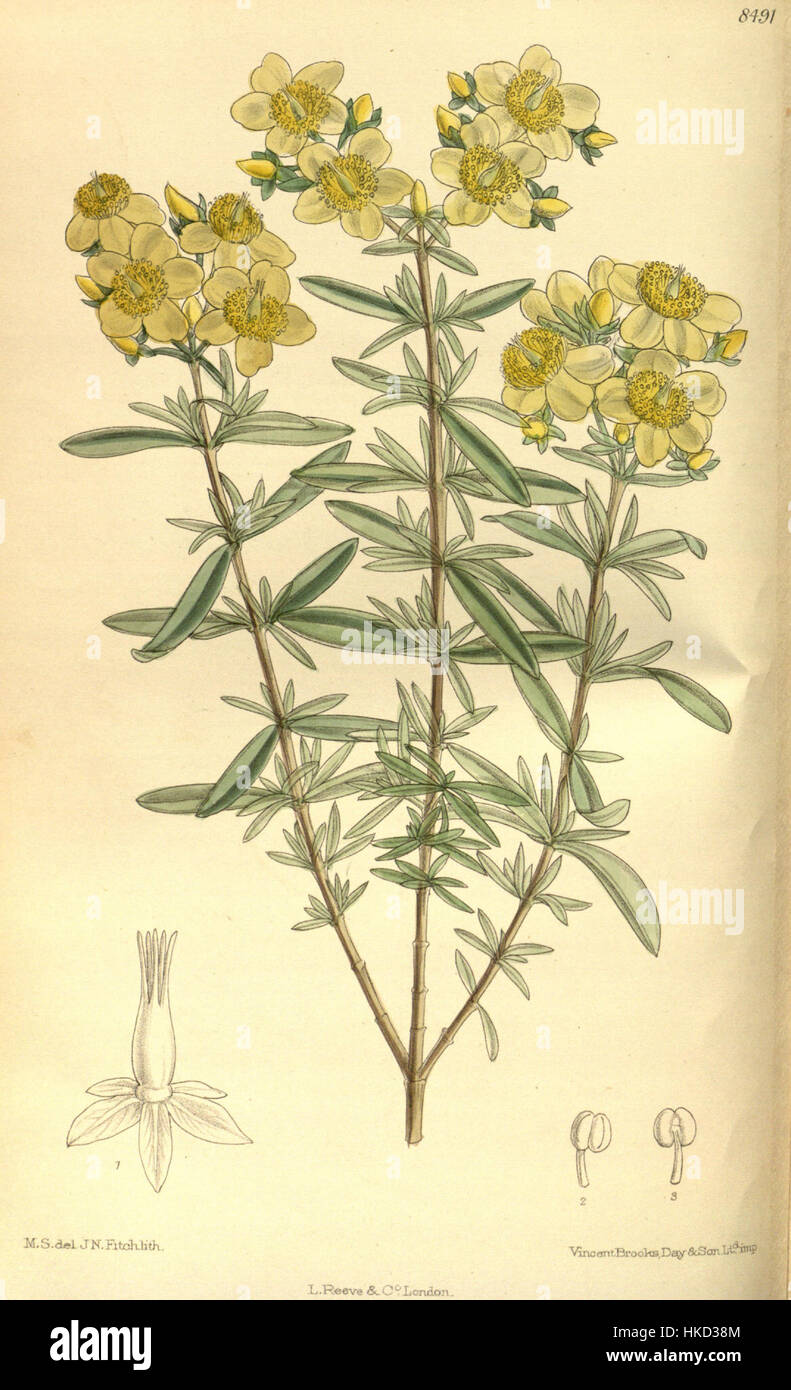 *Hypericum Kalmianum*, also known as Kalm's St. John's Wort, is a ...
