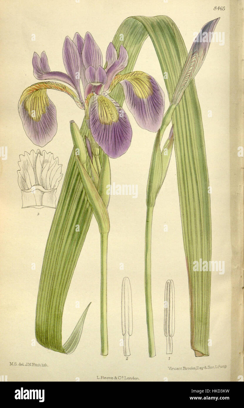 This botanical illustration depicts the Iris caroliniana, a species ...
