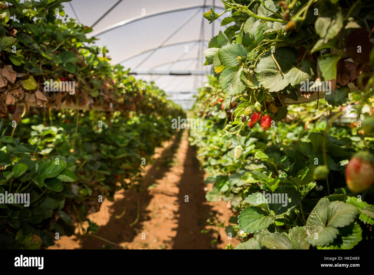 Strawberries growing in air at a farm in Israel Stock Photo - Alamy