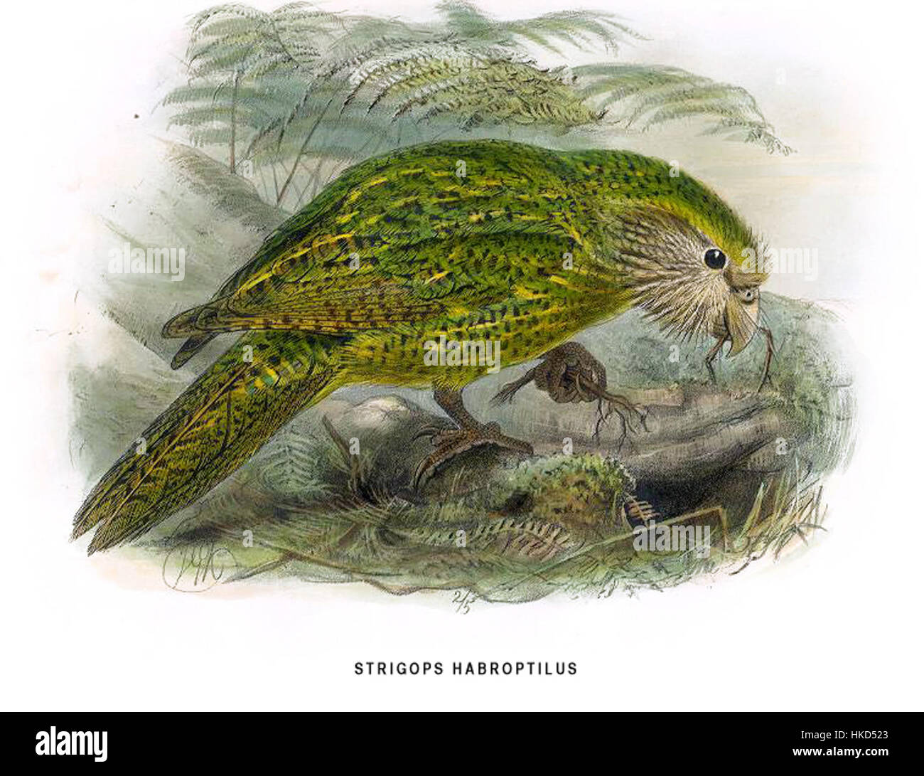 The Kakapo, also known as the owl parrot, is a critically endangered ...