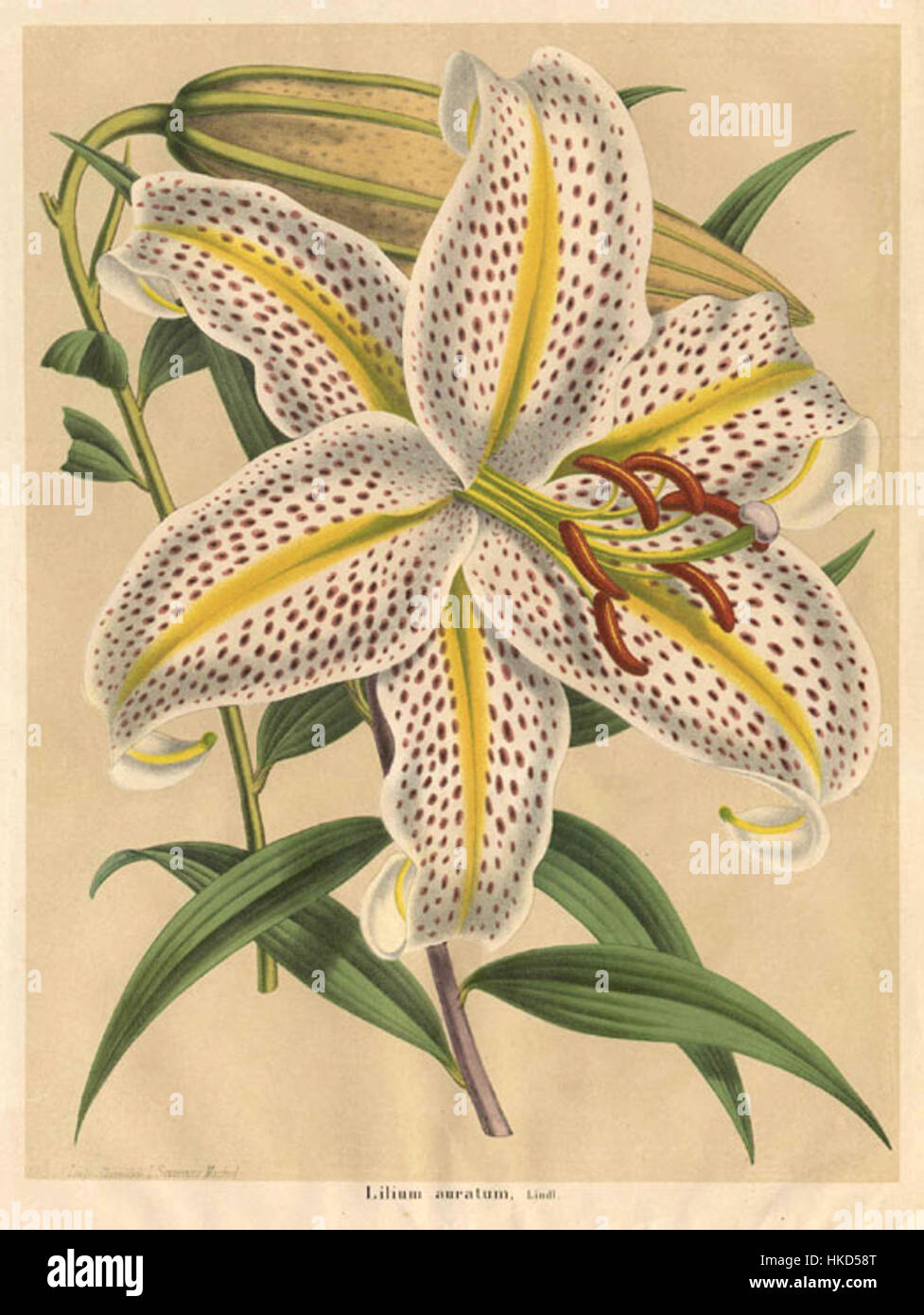 This botanical painting by Michel Severeyns depicts the Lilium auratum ...